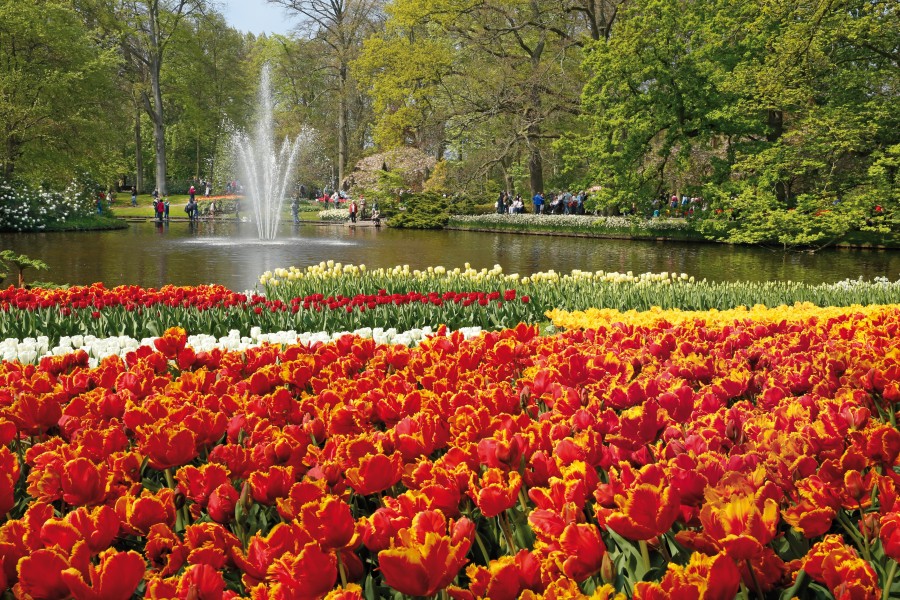 Keukenhof: Como visitar o Jardim das Tulipas na Holanda | Conexão Amsterdam